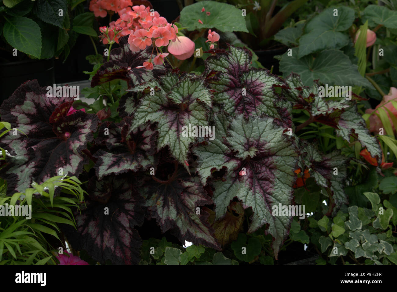 Begonia Leaves High Resolution Stock Photography and Images - Alamy