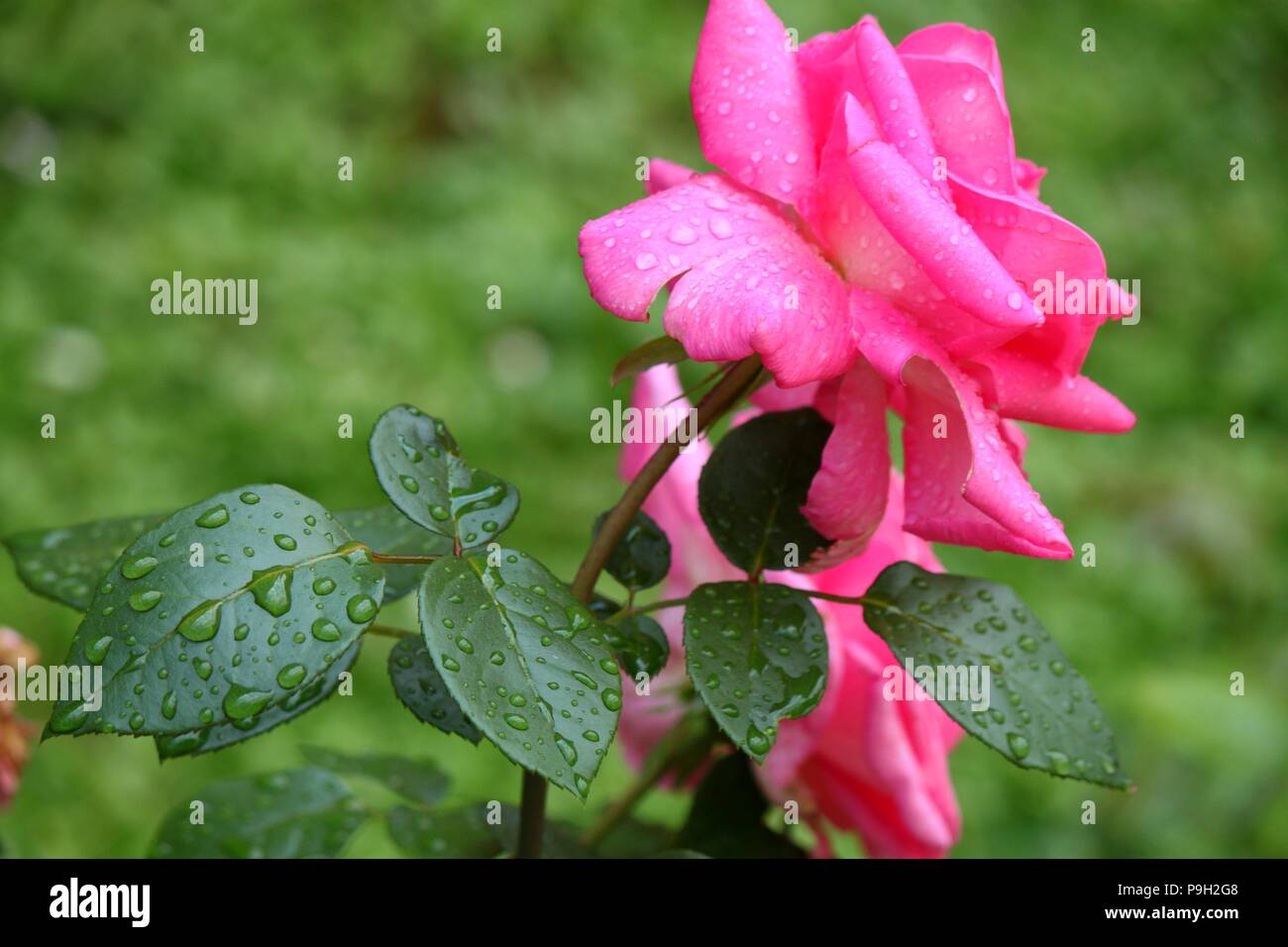 Pink drops hi-res stock photography and images - Alamy