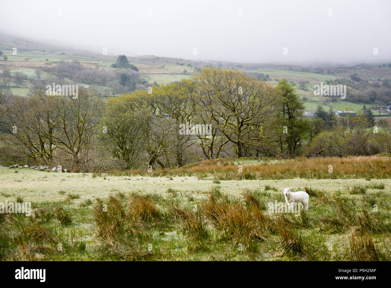 Sheep grazing on a misty Welsh hillside in the Snowdonia National Park ...