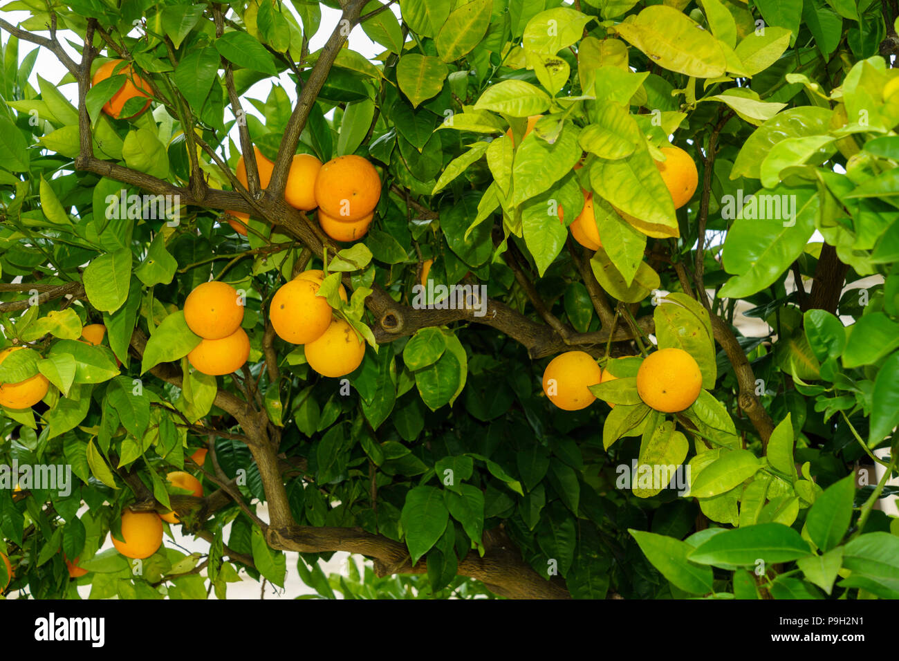 Flash fill hi-res stock photography and images - Alamy