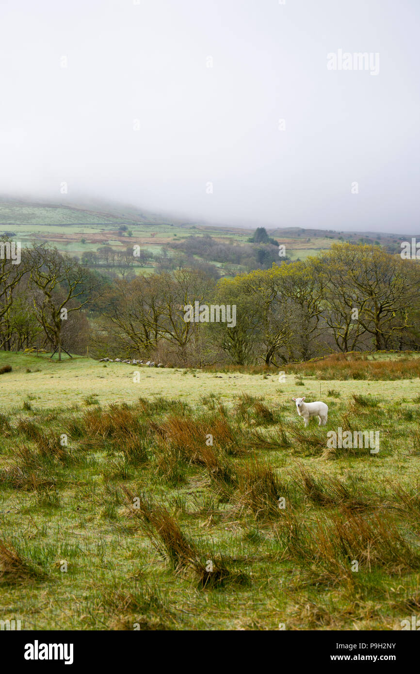 Sheep grazing on a misty Welsh hillside in the Snowdonia National Park ...