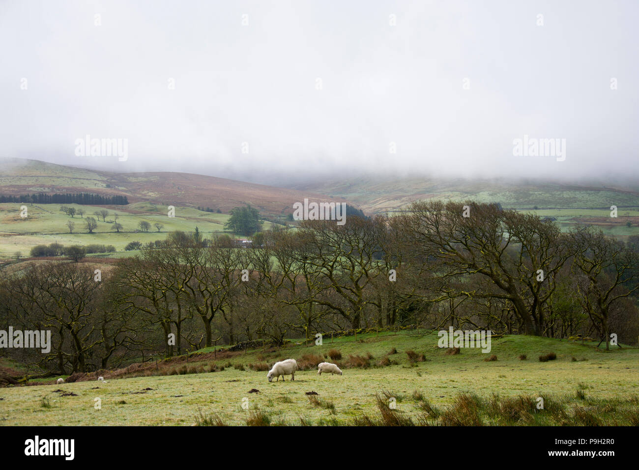 Sheep grazing on a misty Welsh hillside in the Snowdonia National Park ...