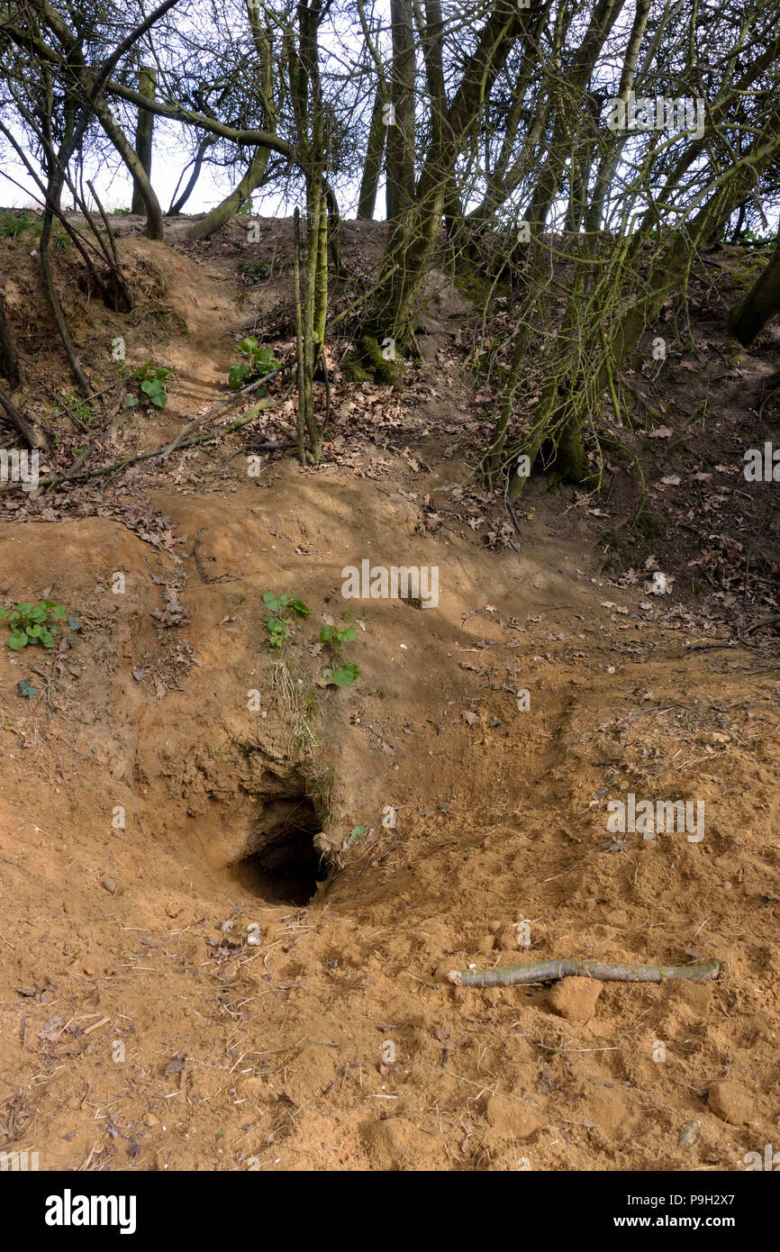 Entrance to badger sett on the Marriott's Way footpath near Reepham ...