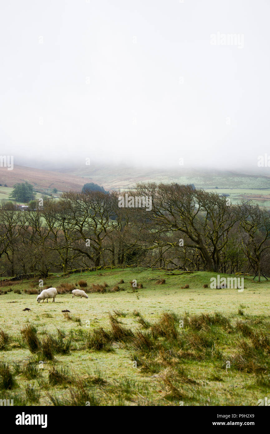 Sheep grazing on a misty Welsh hillside in the Snowdonia National Park ...
