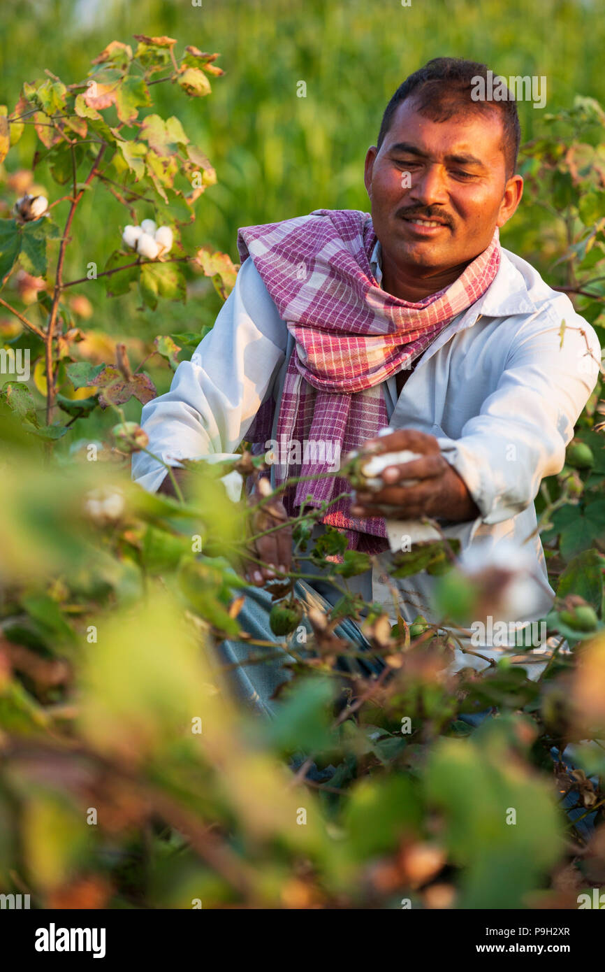 Cotton Farming Drip Irrigation