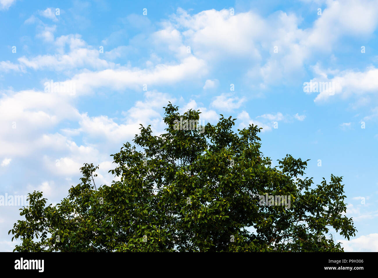 blue sky and the crown of green walnut tree in Kuban region of Russia ...