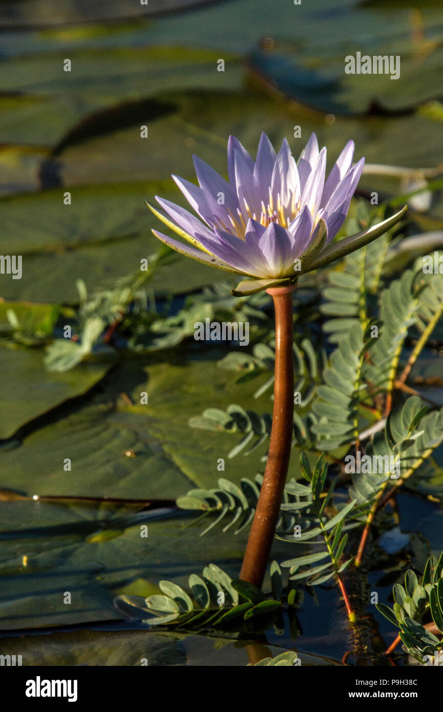 Namibian flower hi-res stock photography and images - Alamy