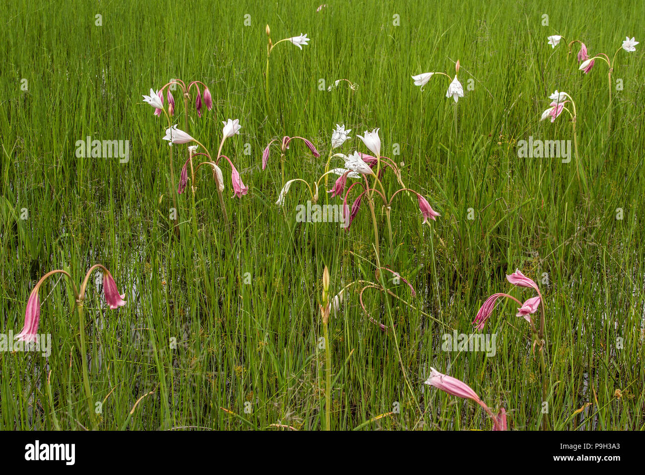 Crinum lilies hi-res stock photography and images - Alamy