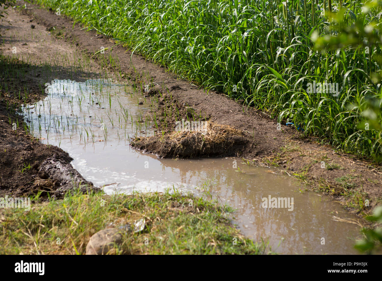 A farmer watering his plants using flood irrigation. This is extremely ...