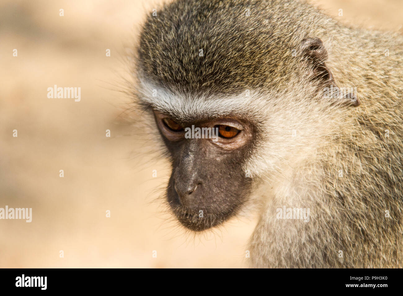 Face of a Vervet monkey - Chlorocebus pygerythrus - looking away rather ...