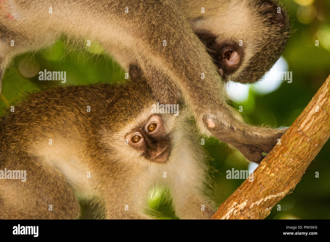 Two Vervet monkeys - Chlorocebus pygerythrus - climbing in the trees ...