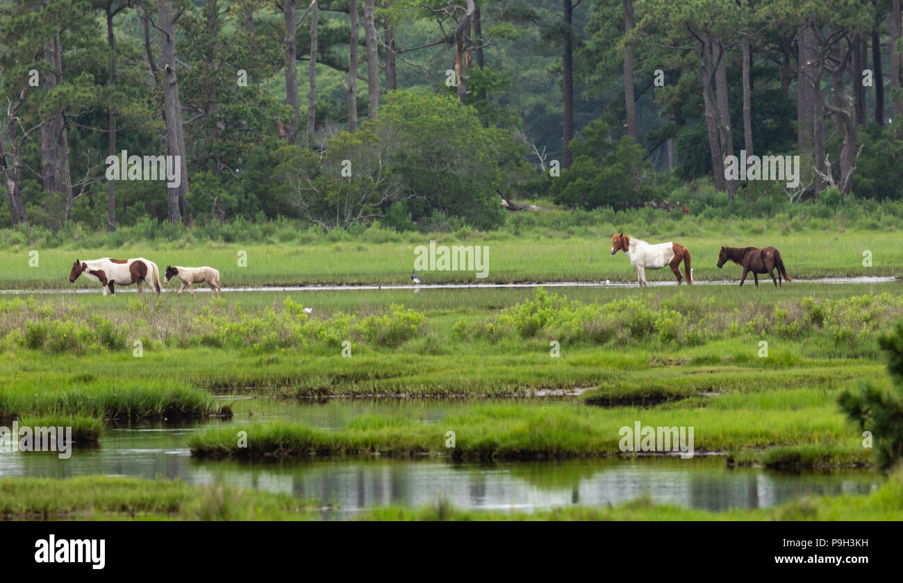 Assateague Island National Seashore, Virginia, Wild horses of ...