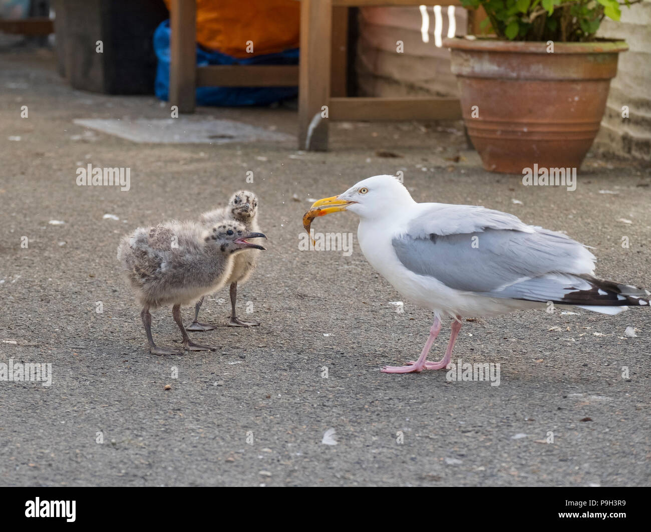 A herring gull feeding two fledglings on a street in the fishing port ...