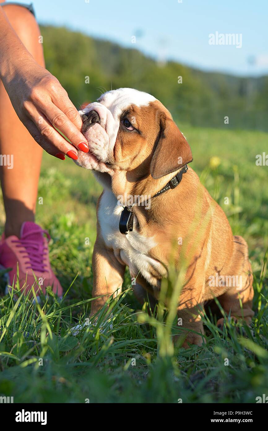 Puppy in summer hi-res stock photography and images - Alamy