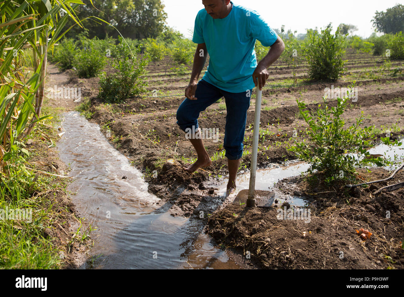 Farmer crop india hi-res stock photography and images - Alamy