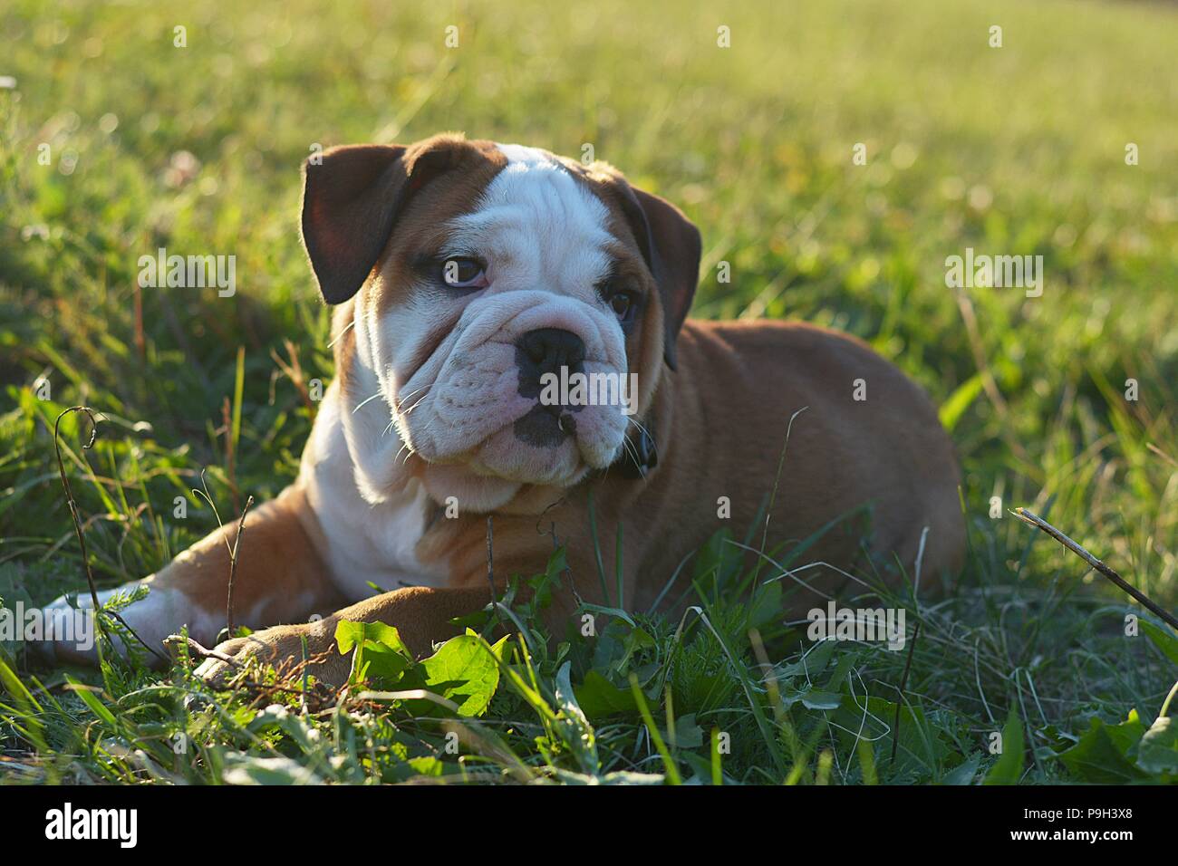 Puppy in summer hi-res stock photography and images - Alamy