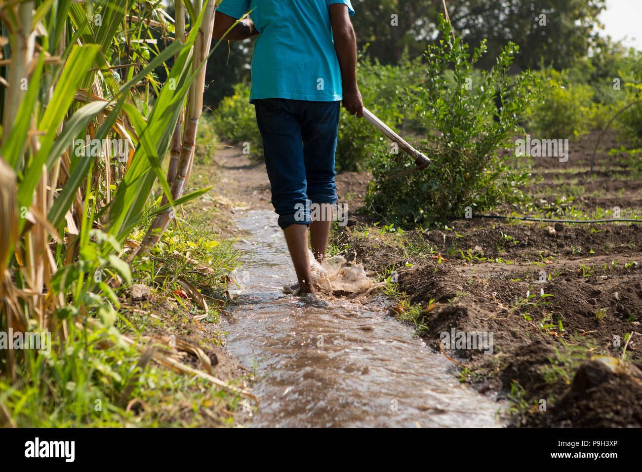 Farmer crop india hi-res stock photography and images - Alamy