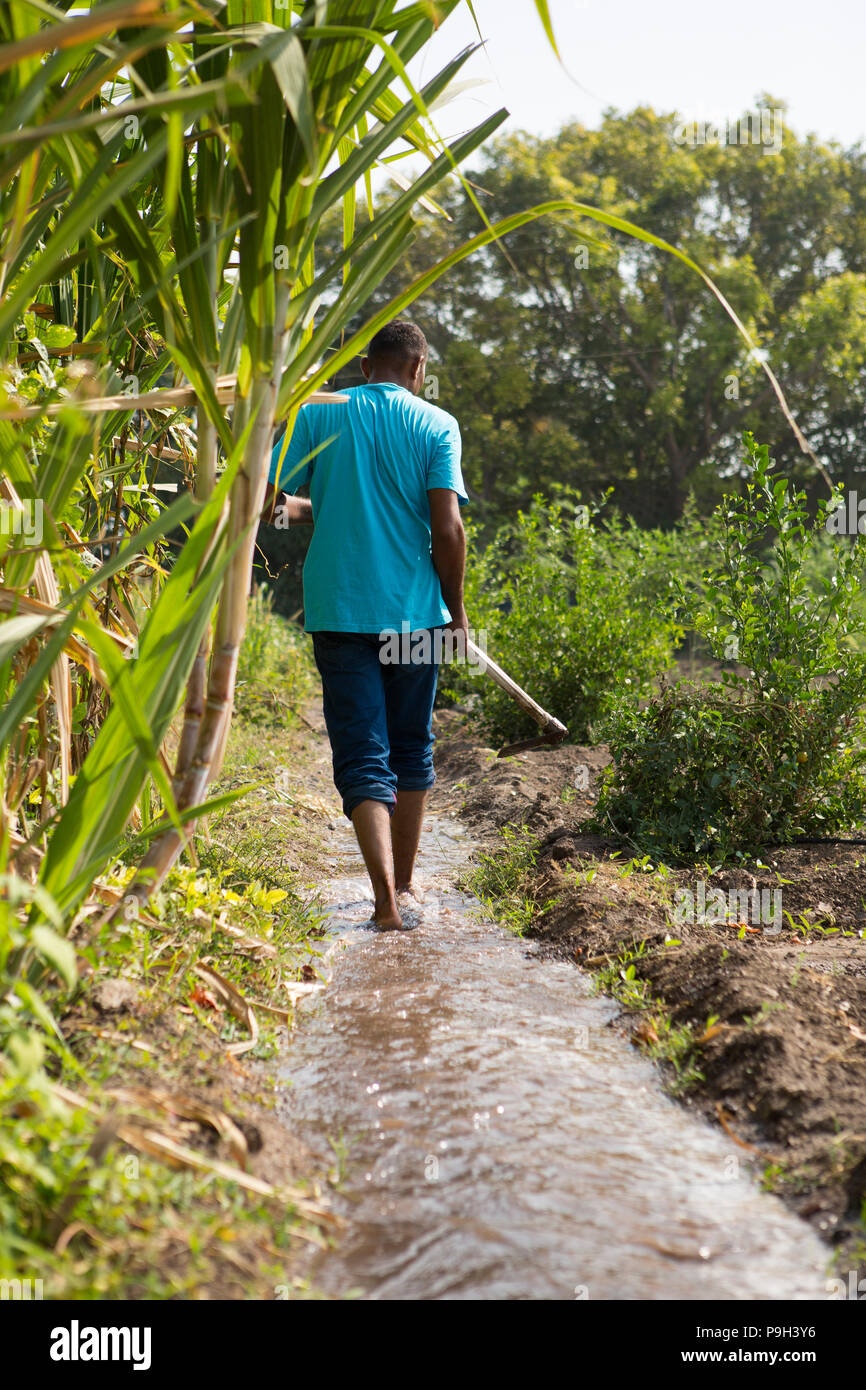 A farmer watering his plants using flood irrigation. This is extremely ...