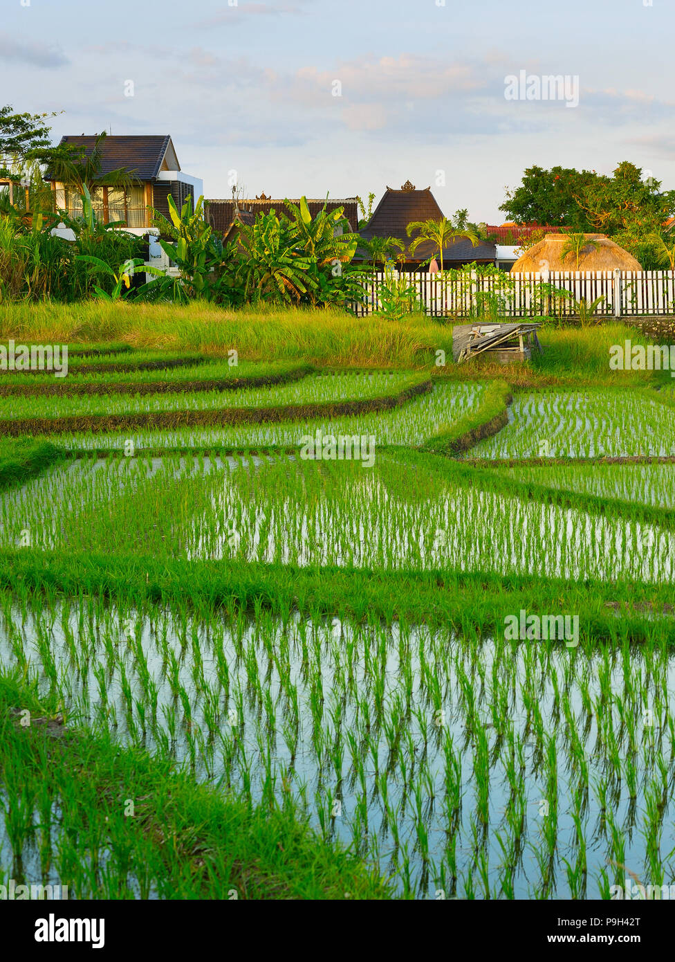 Rice fields in bali island hi-res stock photography and images - Alamy