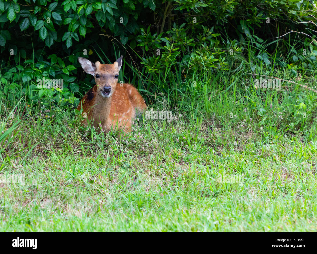 Assateague Island National Seashore, Virginia, baby laying in the grass ...