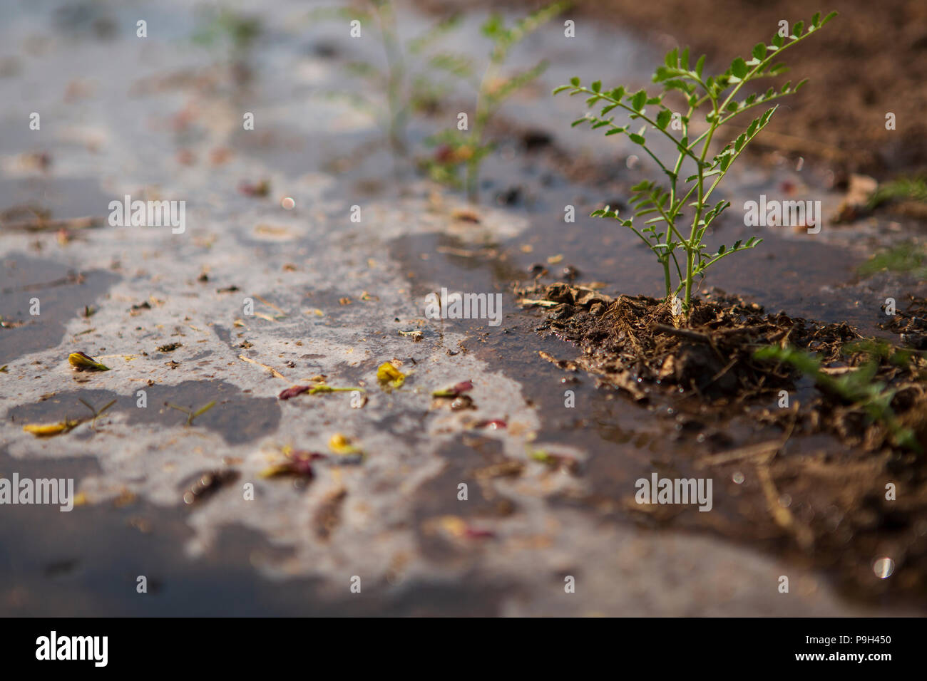 A farmer watering his plants using flood irrigation. This is extremely ...