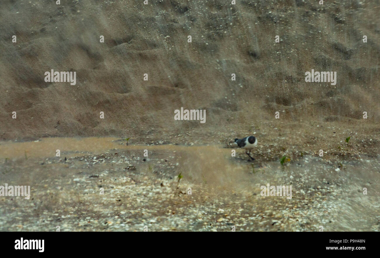 Black bird in rain hi-res stock photography and images - Alamy