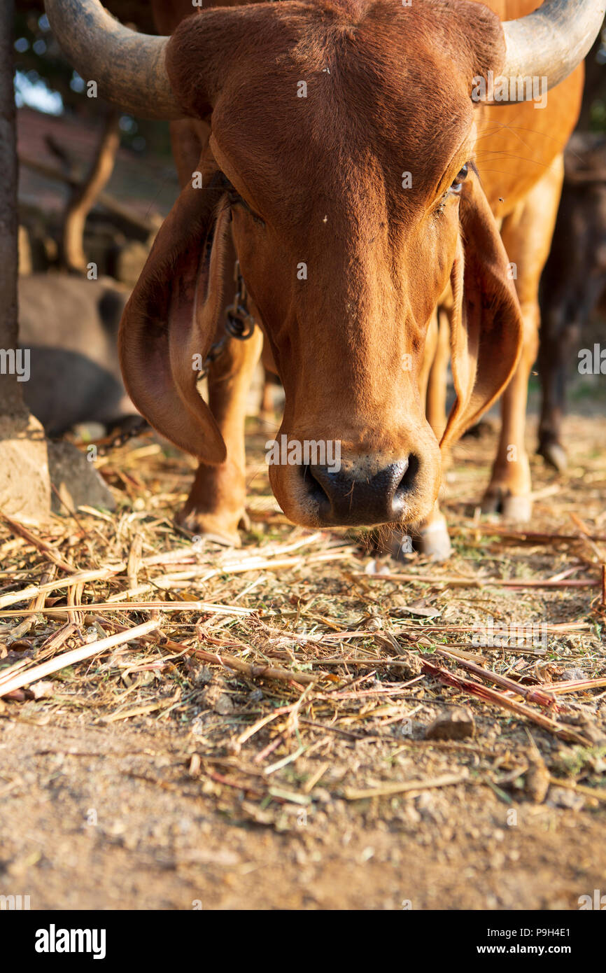 Cow farm india hi-res stock photography and images - Alamy