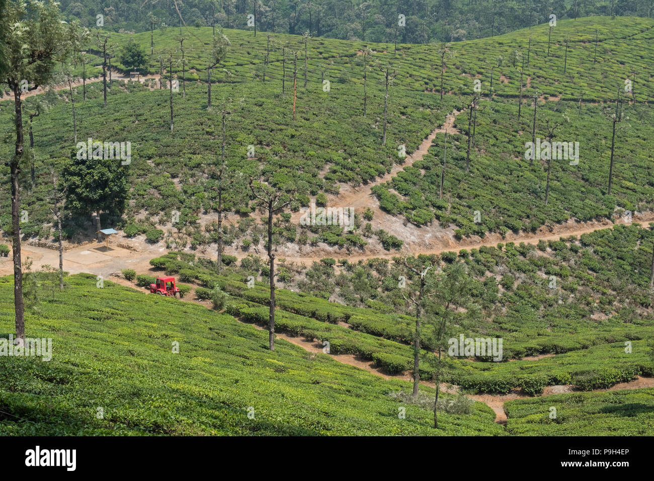 Silver oak hi-res stock photography and images - Alamy