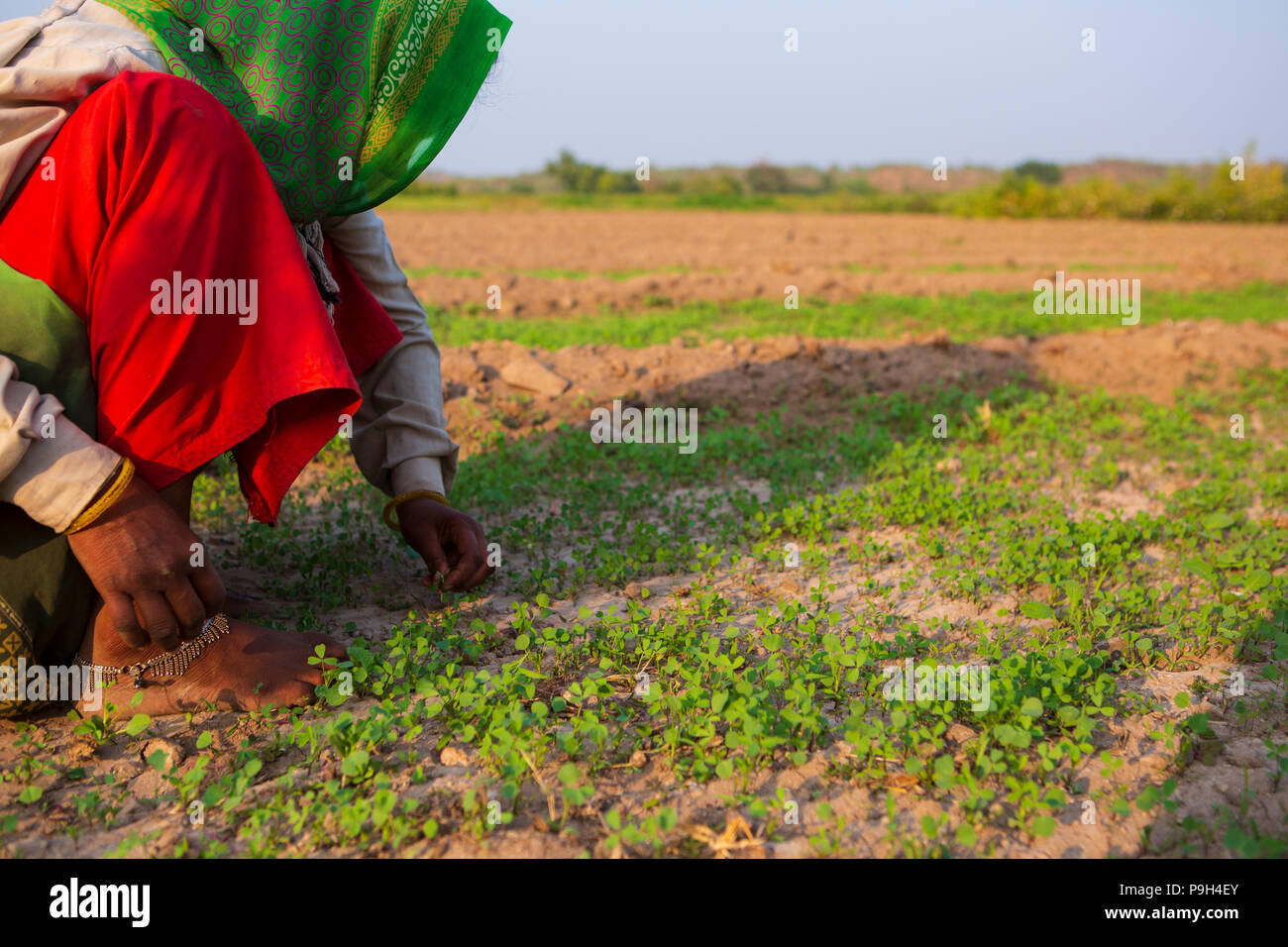 India weeding hi-res stock photography and images - Alamy