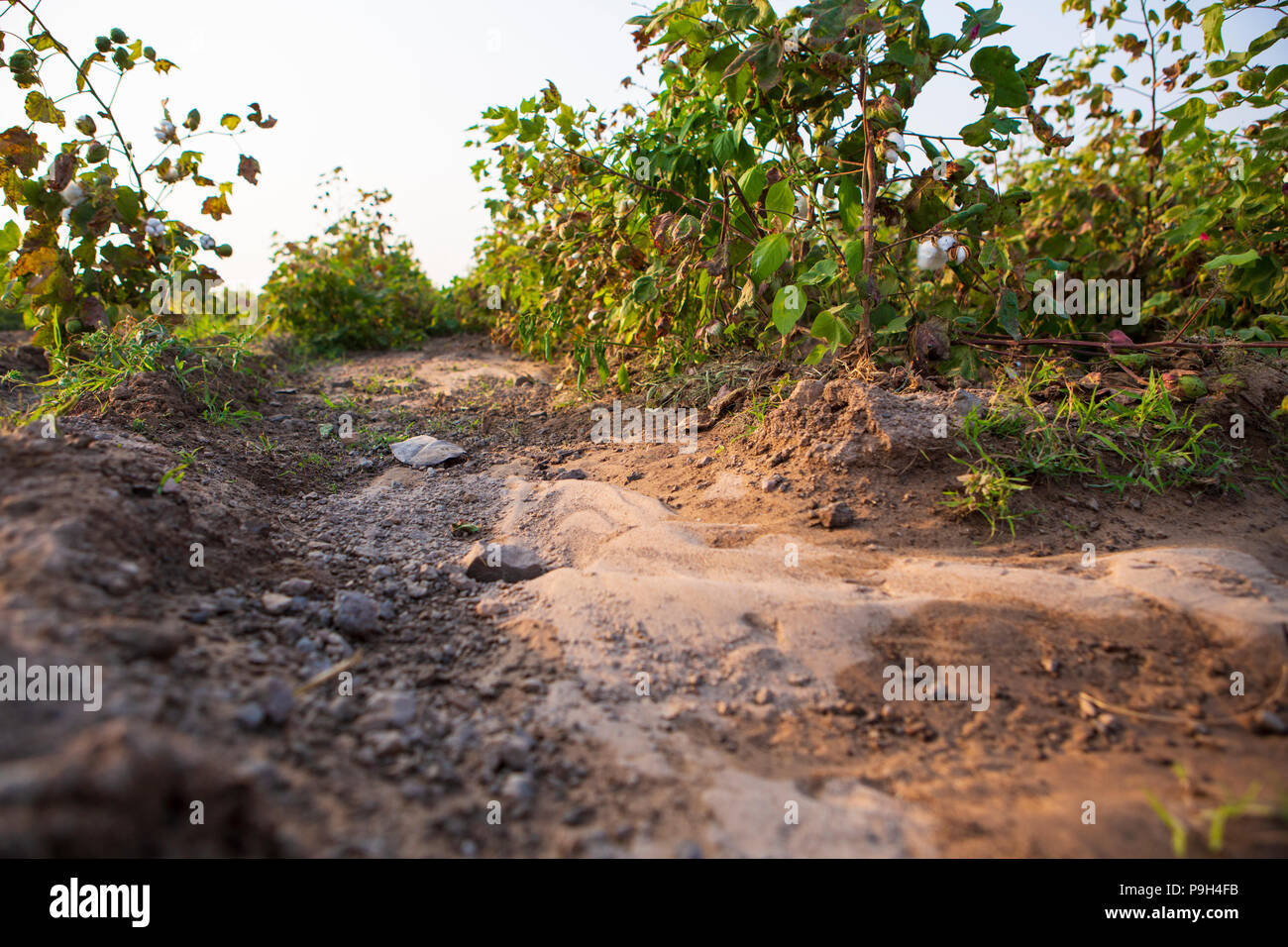 Flood irrigation hi-res stock photography and images - Alamy