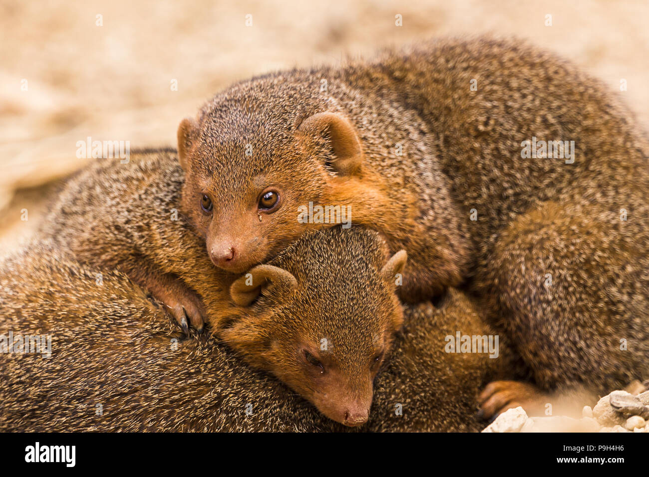 Three Common dwarf mongoose using one another to sleep on as they lay ...