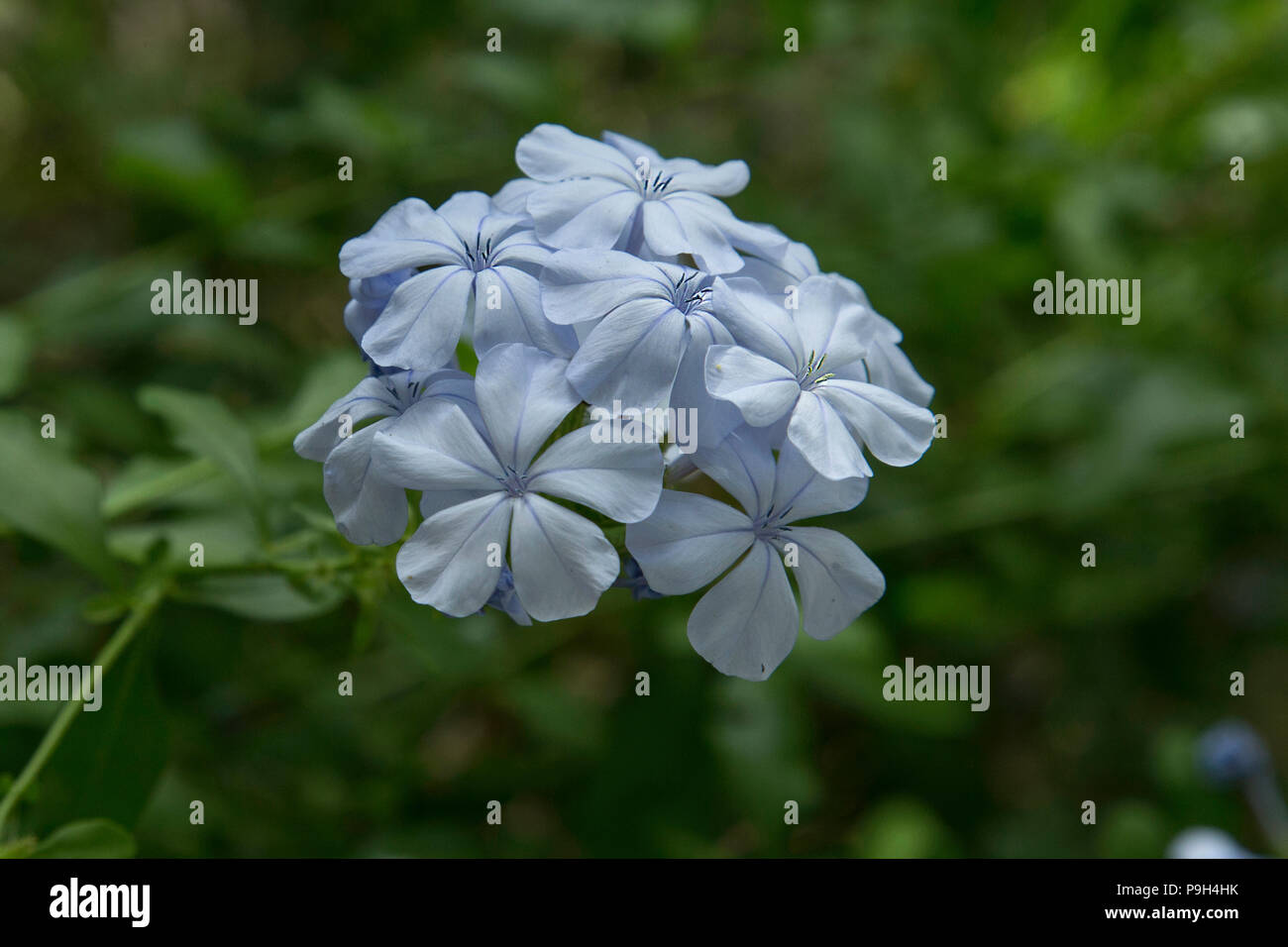 Blue flowers of Plumbago auriculata - The Cape Leadwort Stock Photo - Alamy