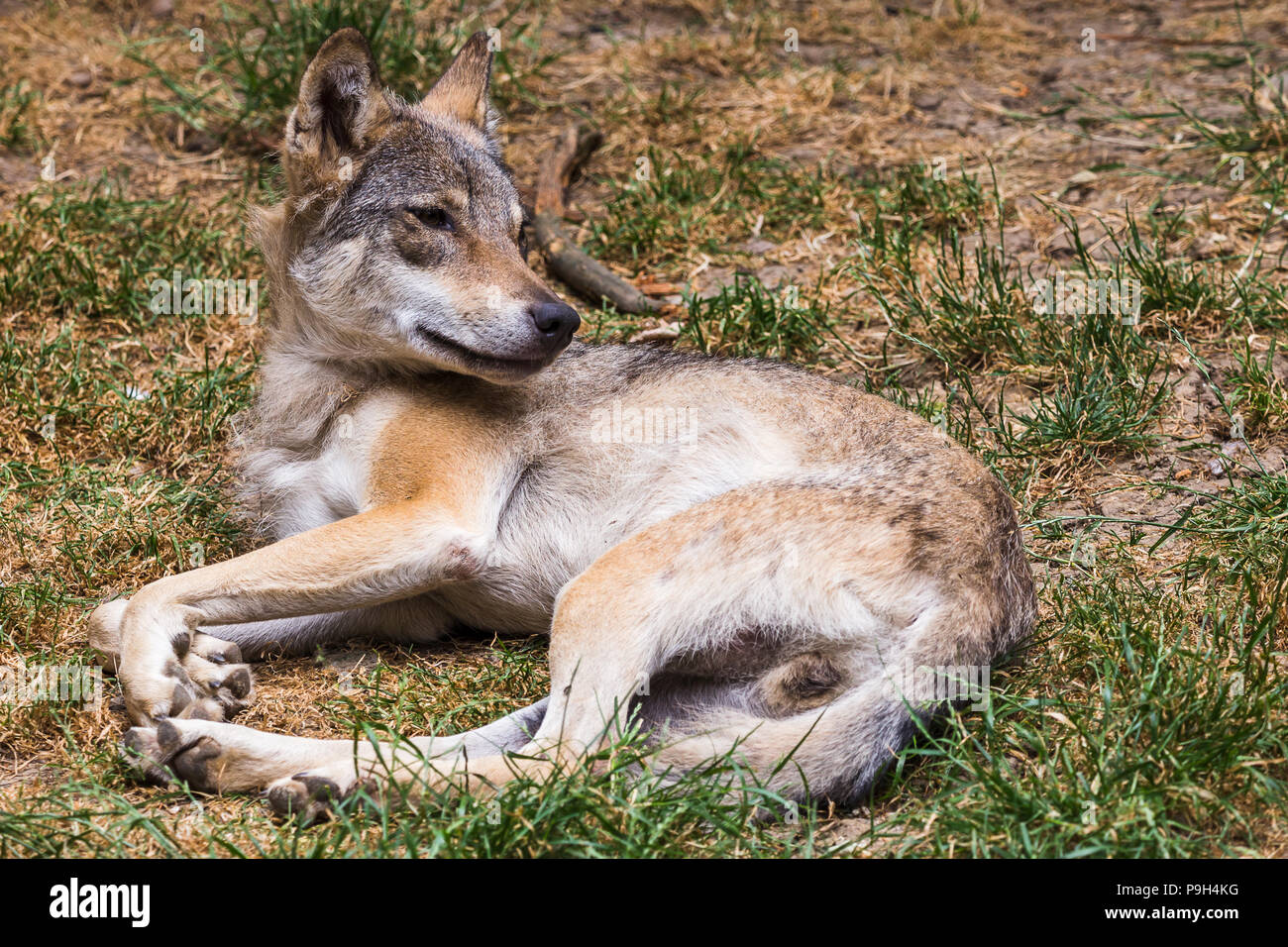 Russian wolf hi-res stock photography and images - Alamy