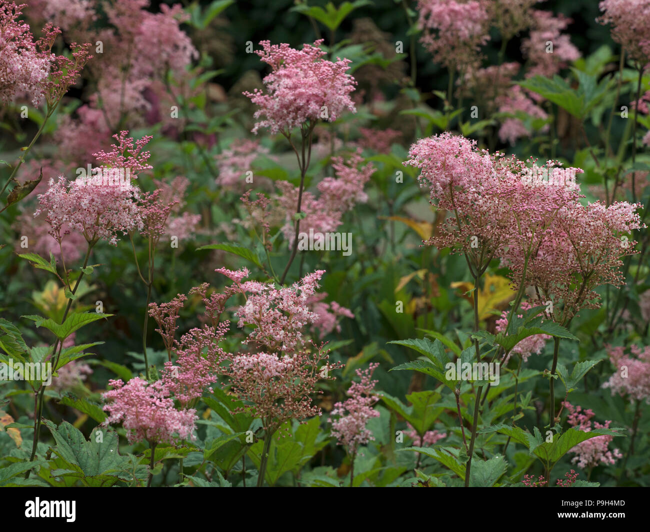 Meadowsweet 'Venusta' Filipendula magnifica summer Stock Photo - Alamy
