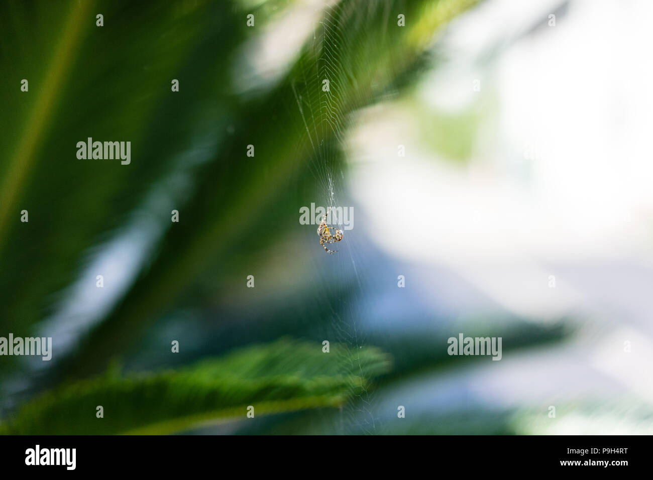 spider in net with its prey close up macro shoot Stock Photo - Alamy