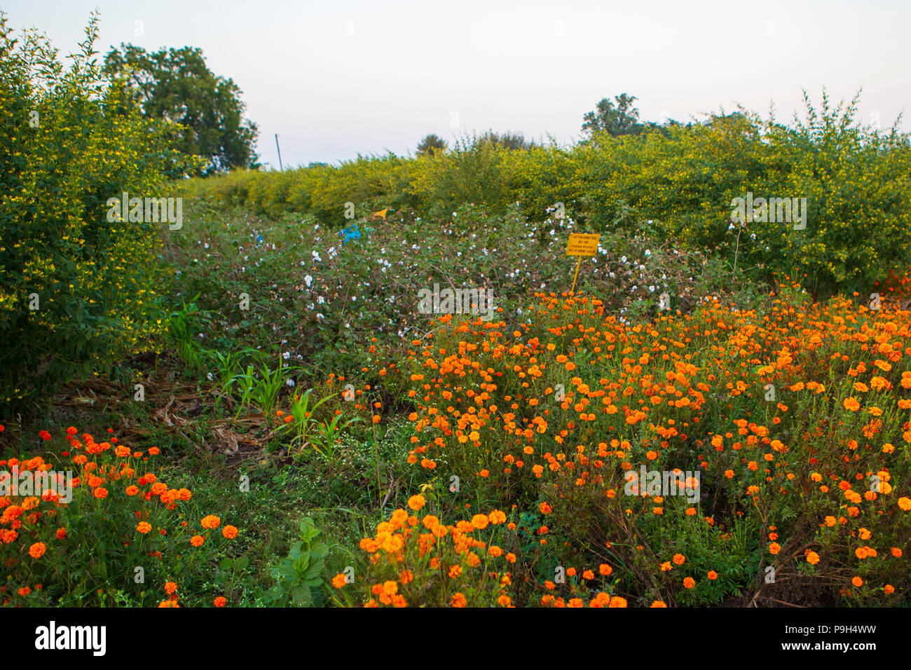 Intercropping hi-res stock photography and images - Alamy