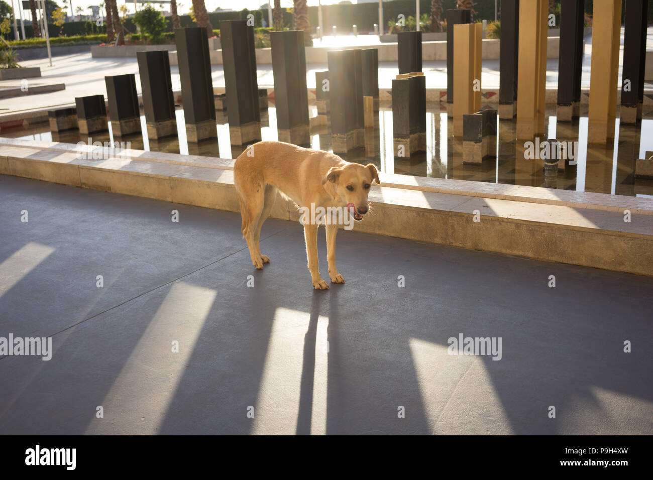 Brown stray dog standing in hi-res stock photography and images - Alamy