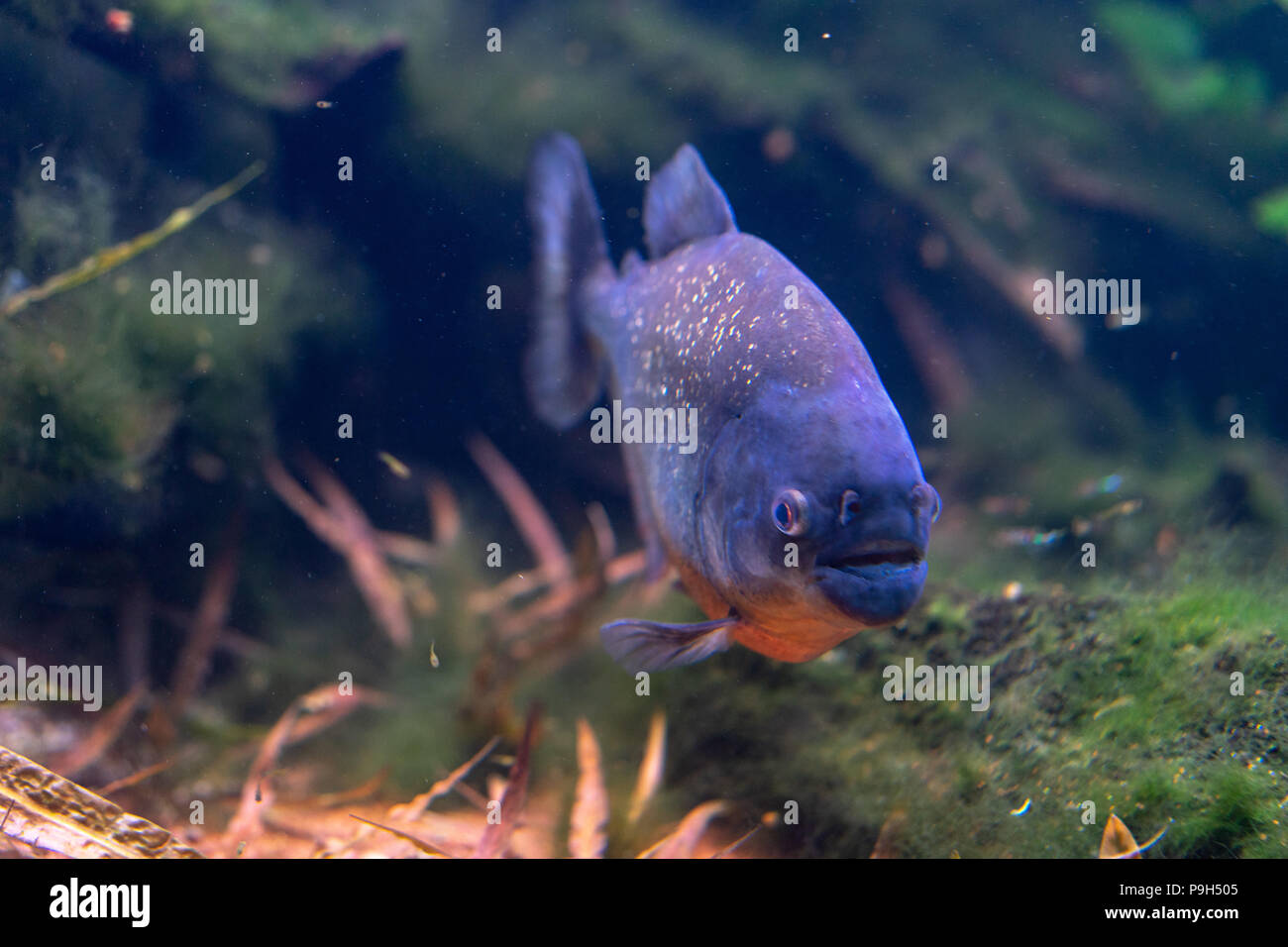 Pygocentrus nattereri also know as red bellied Piranham, amazonian fish ...