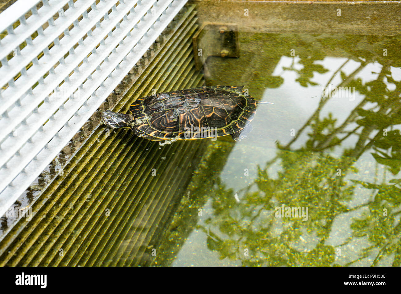 Turtles in pond close hi-res stock photography and images - Alamy