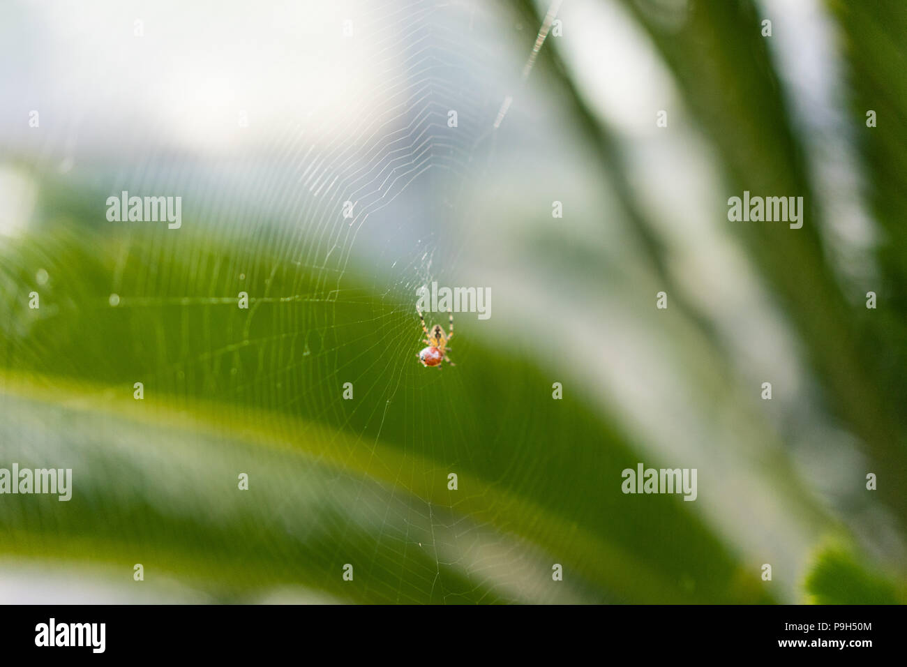 spider in net with its prey close up macro shoot Stock Photo - Alamy