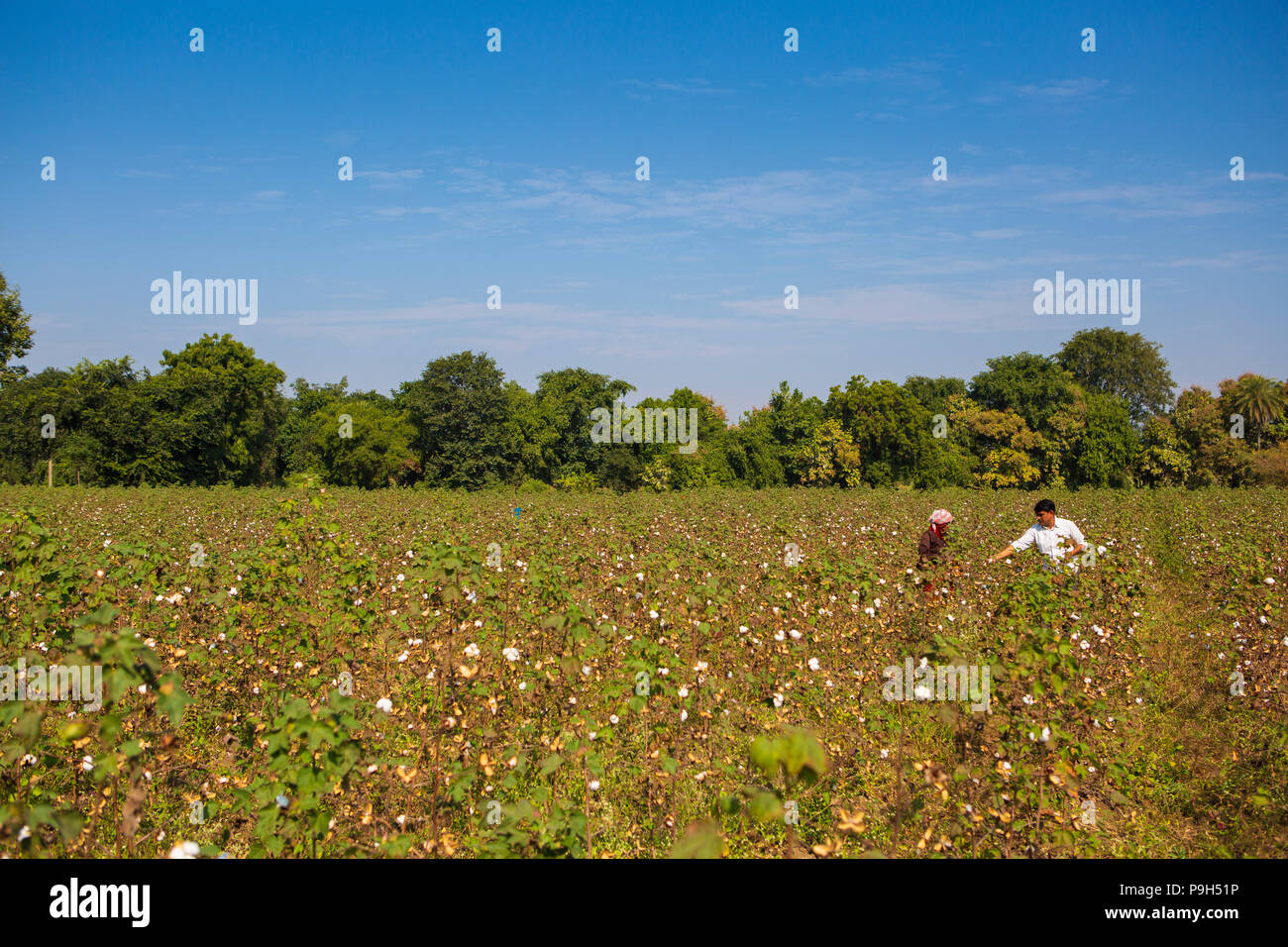 India cotton field hi-res stock photography and images - Alamy