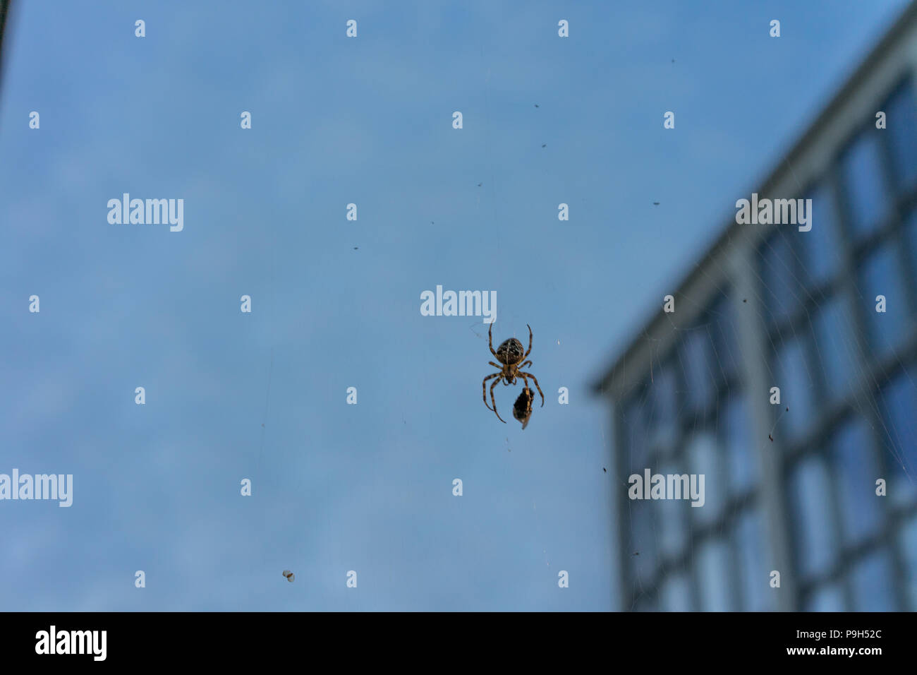 big spider in net with prey close up at evening night building in the ...