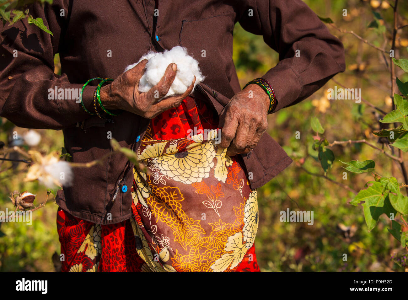 Female farmers hands harvesting organic cotton on their family farm in ...