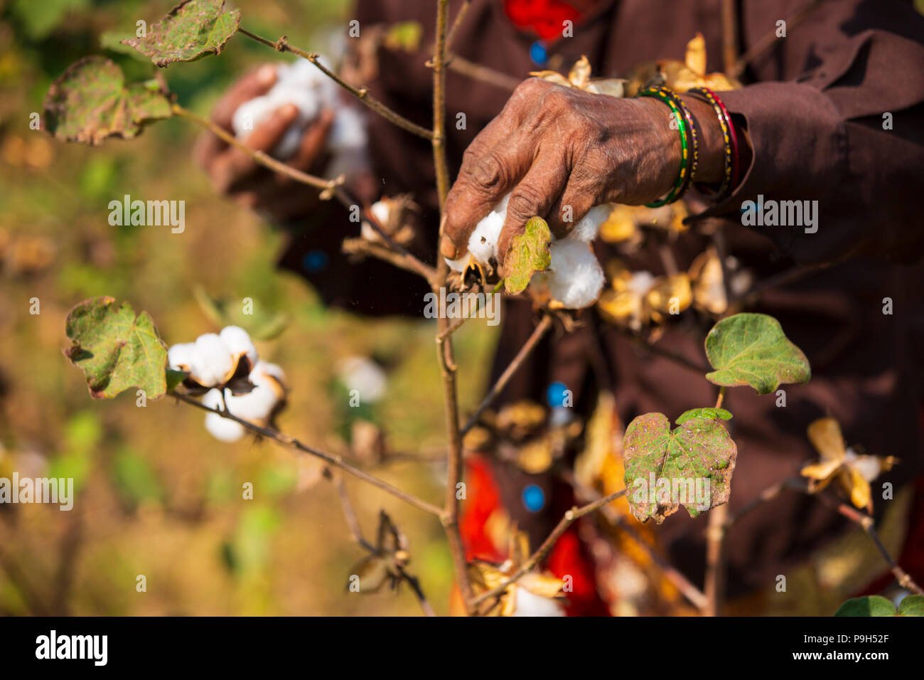 Female farmers hands harvesting organic cotton on their family farm in ...