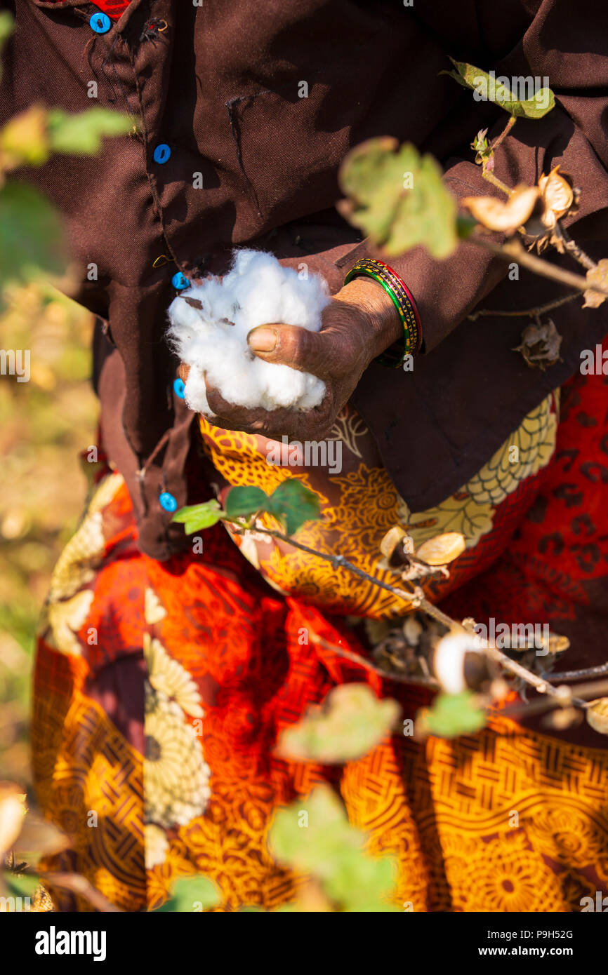 Female farmers hands harvesting organic cotton on their family farm in ...