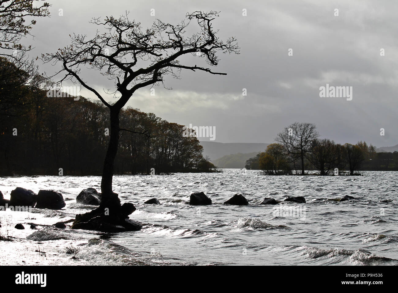 A lone tree in silouhette against a cold loch and a grey, cloudy sky ...