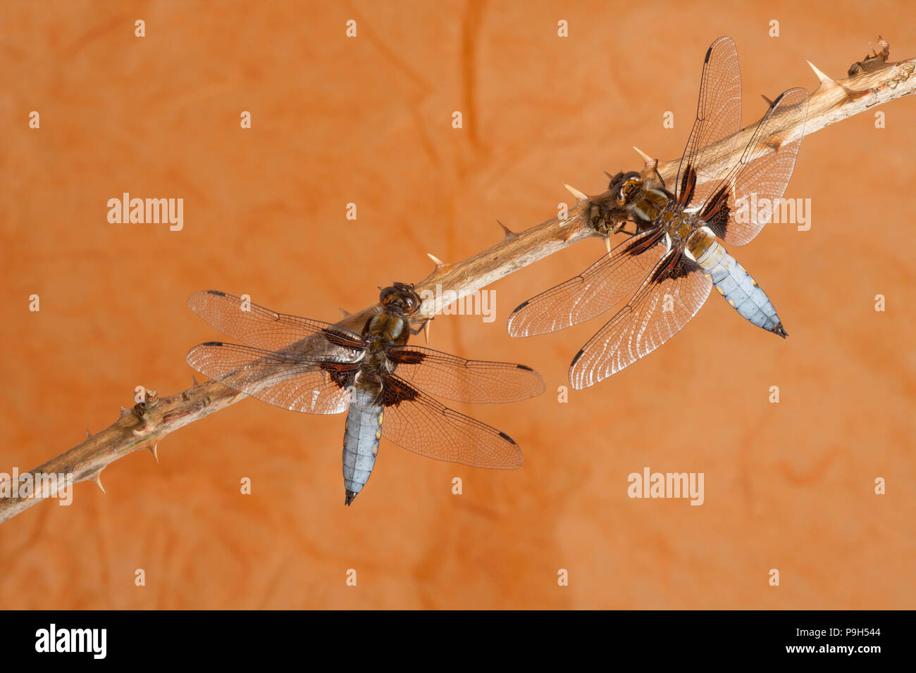 British dragonflies hi-res stock photography and images - Alamy