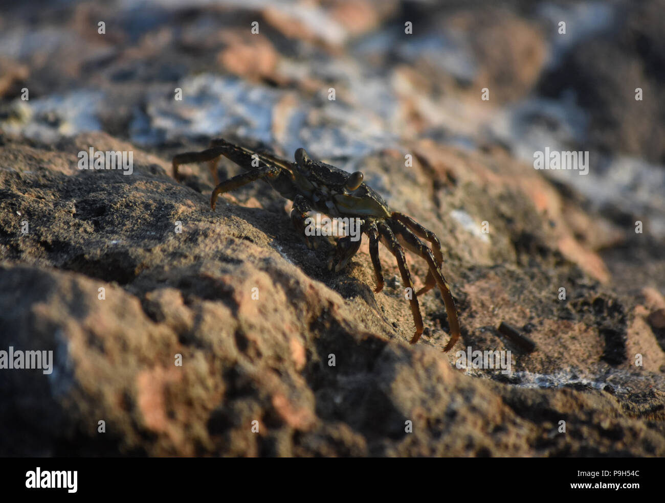 Crabs of aruba hi-res stock photography and images - Alamy