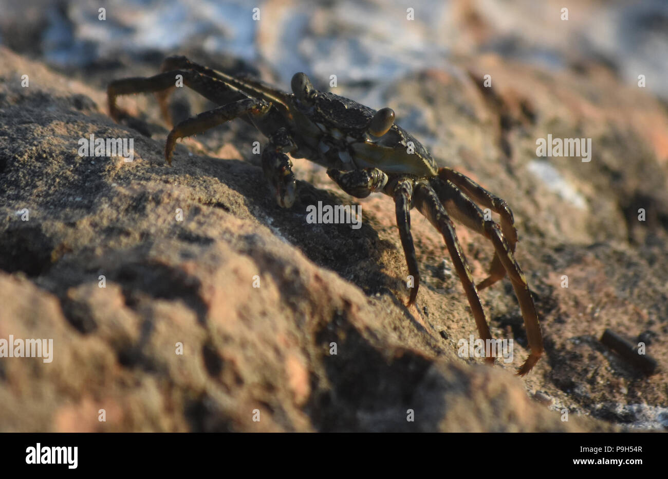 Crab on wet rocks hi-res stock photography and images - Alamy