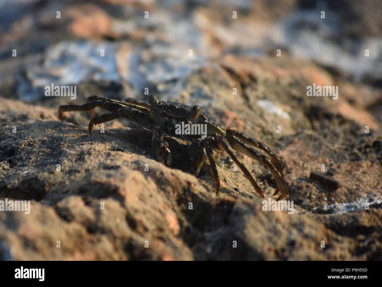Crabs crawling into sea hi-res stock photography and images - Alamy